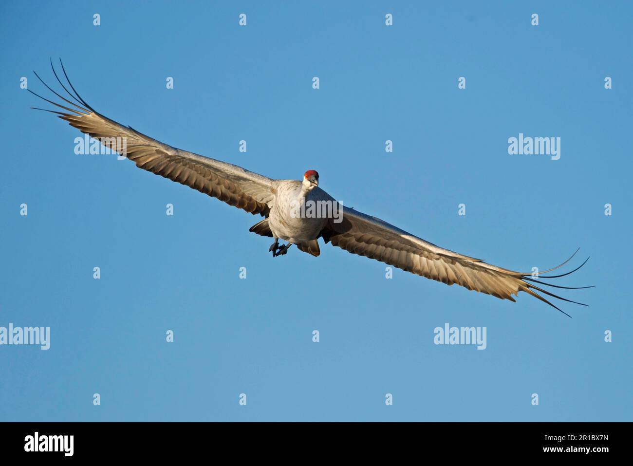 Sandhill Crane, sandhill cranes (Grus canadensis), Crane, Birds ...