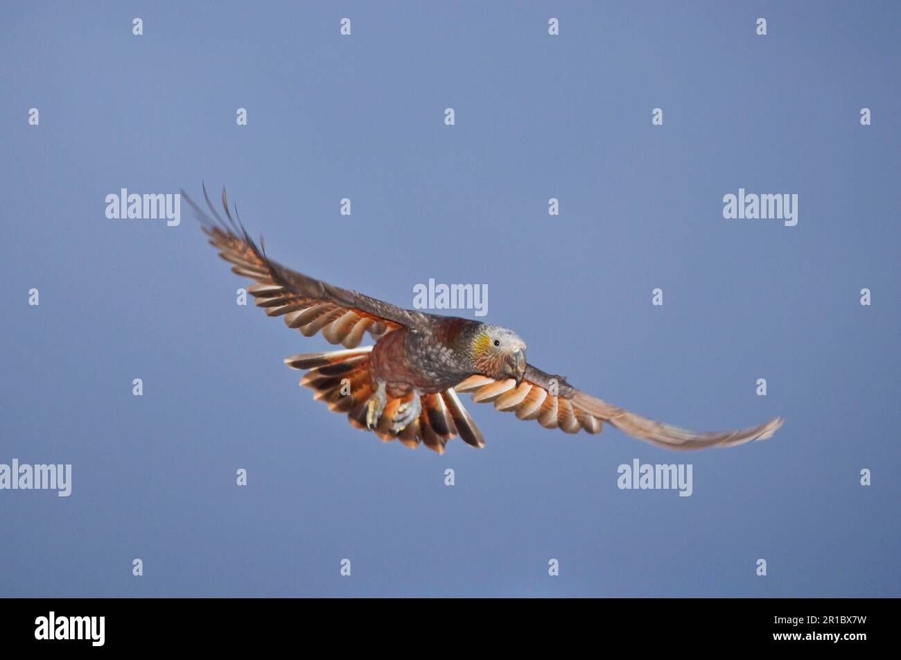 Kaka, new zealand kaka (Nestor meridionalis), Kakas, Forest parrots ...