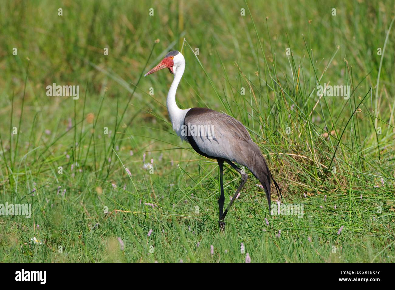 Wattled ibis (Bostrychia carunculata) adult, migrating in wetland ...