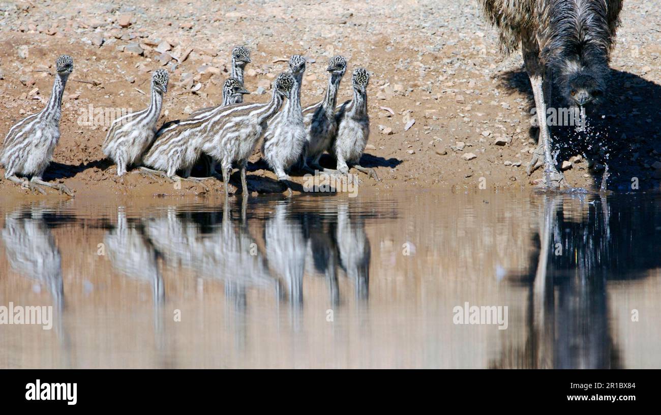 Adult emu chick hi-res stock photography and images - Alamy