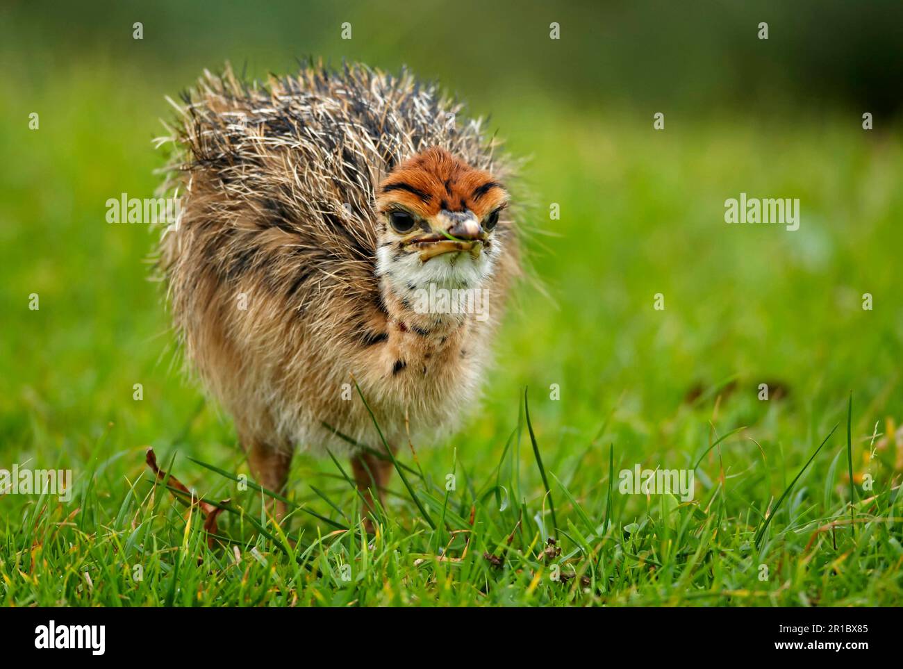 Common ostrich (Struthio camelus), grazers, Cape Point, Cape Peninsula ...