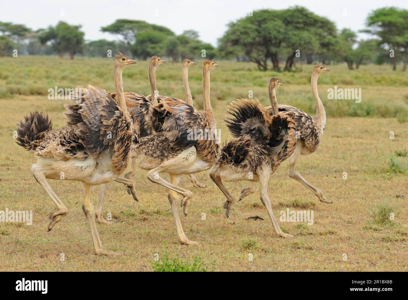 East African masai ostrich (Struthio camelus massaicus) six juveniles ...