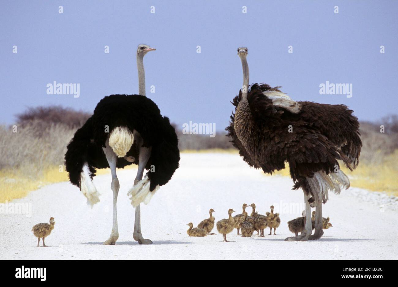 Common Ostrich (Struthio camelus) adult male, female and chicks ...