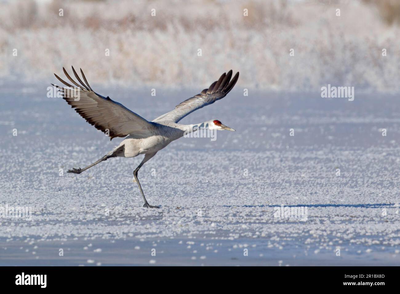 Sandhill Crane (Grus canadensis) adult, taking off from frozen lake ...
