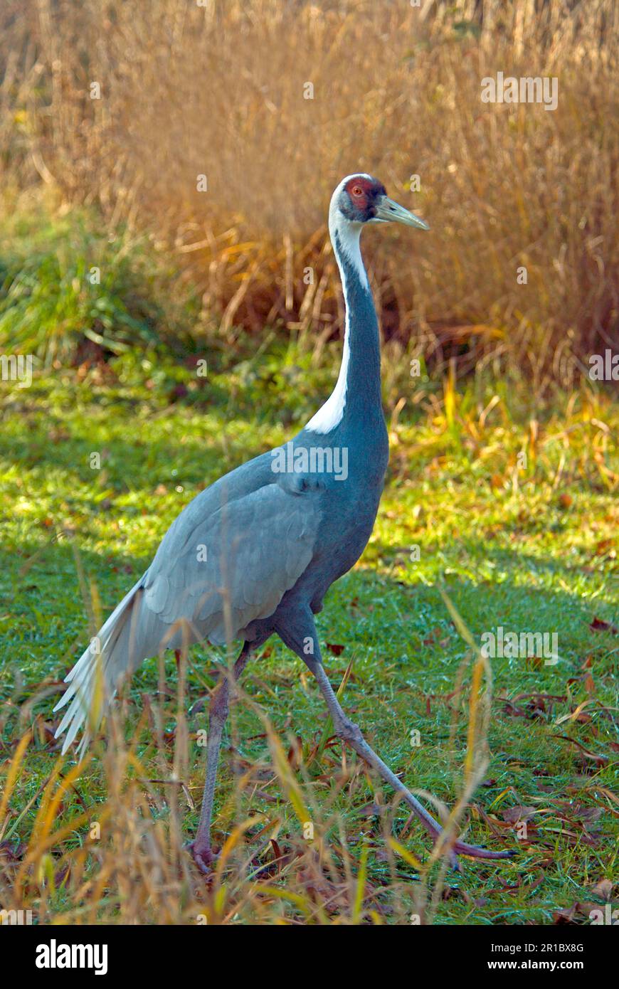 White-naped Crane, white-naped cranes (Grus vipio), Crane, Birds ...