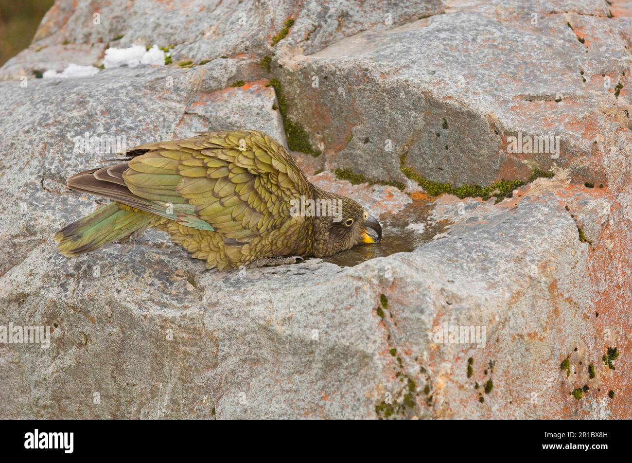 Kea (Nestor notabilis) adult, drinking from puddle in rocks, Arthurs ...