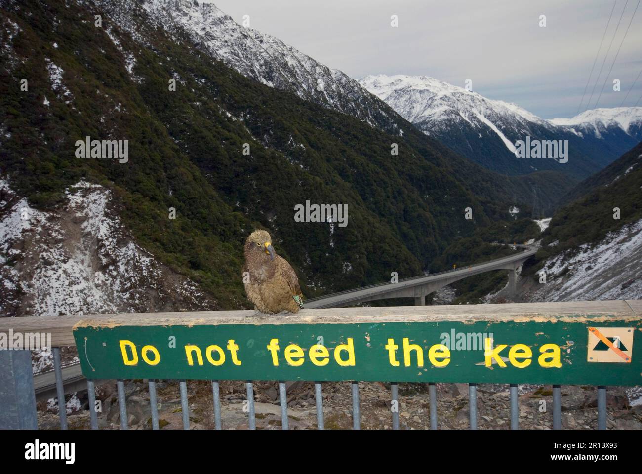Kea (Nestor notabilis), adult, sitting on sign Don't feed the kea ...