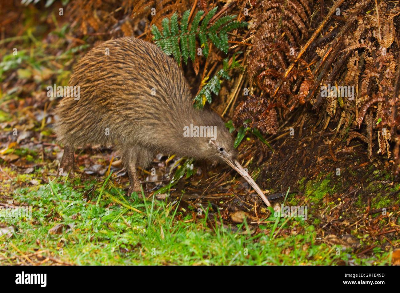 Kiwi, Kiwis, Southern Striped Kiwi, Southern Striped Kiwis, Ratites ...