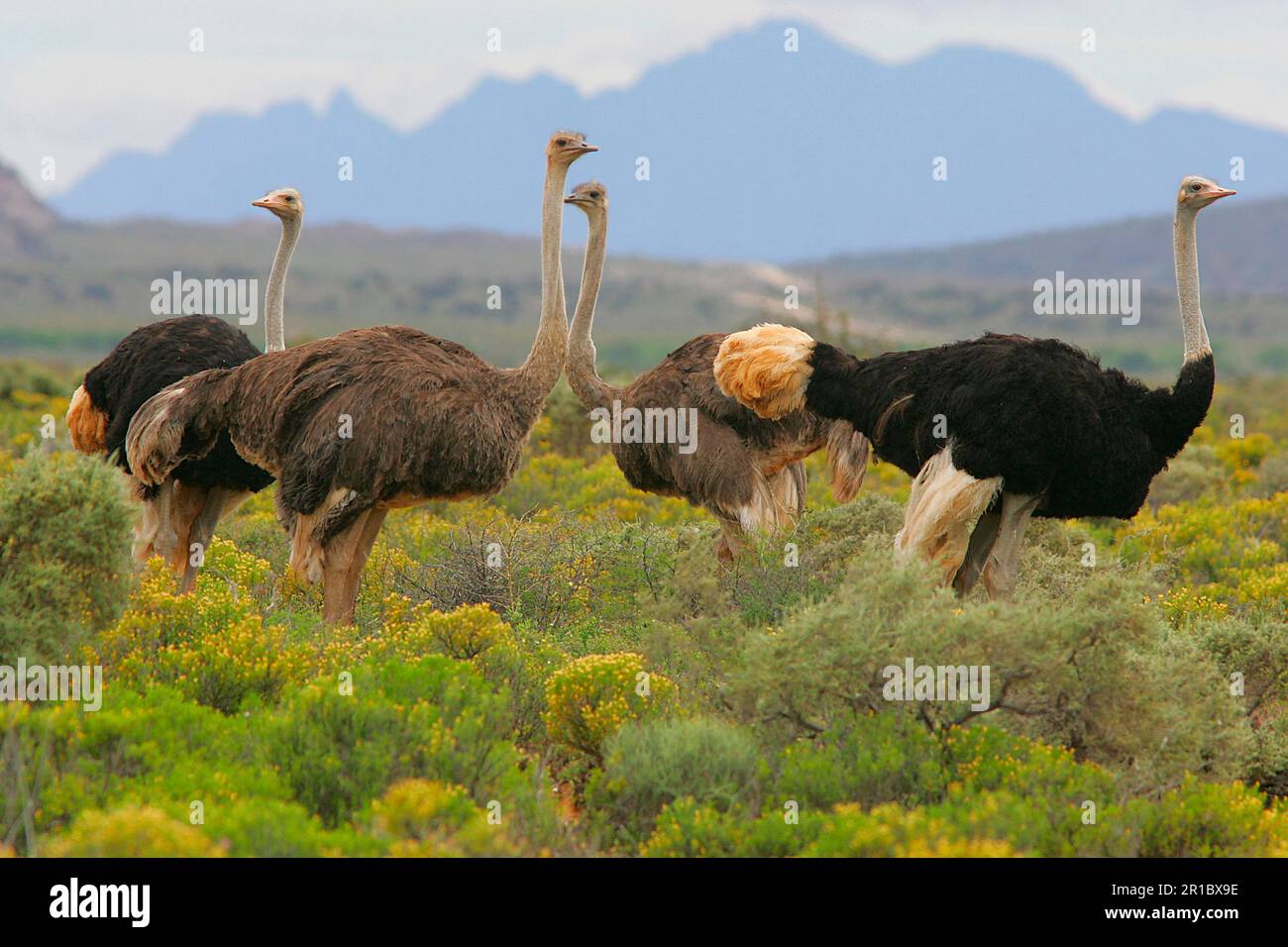 Common ostrich (Struthio camelus), adult male and female, standing in ...
