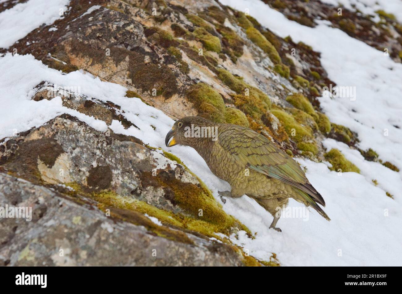 Kea (Nestor notabilis) adult, feeding in mountain snow, Arthurs Pass ...