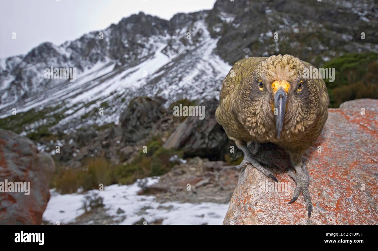 Kea (Nestor notabilis) adult, on rock in mountain habitat, Arthurs Pass ...