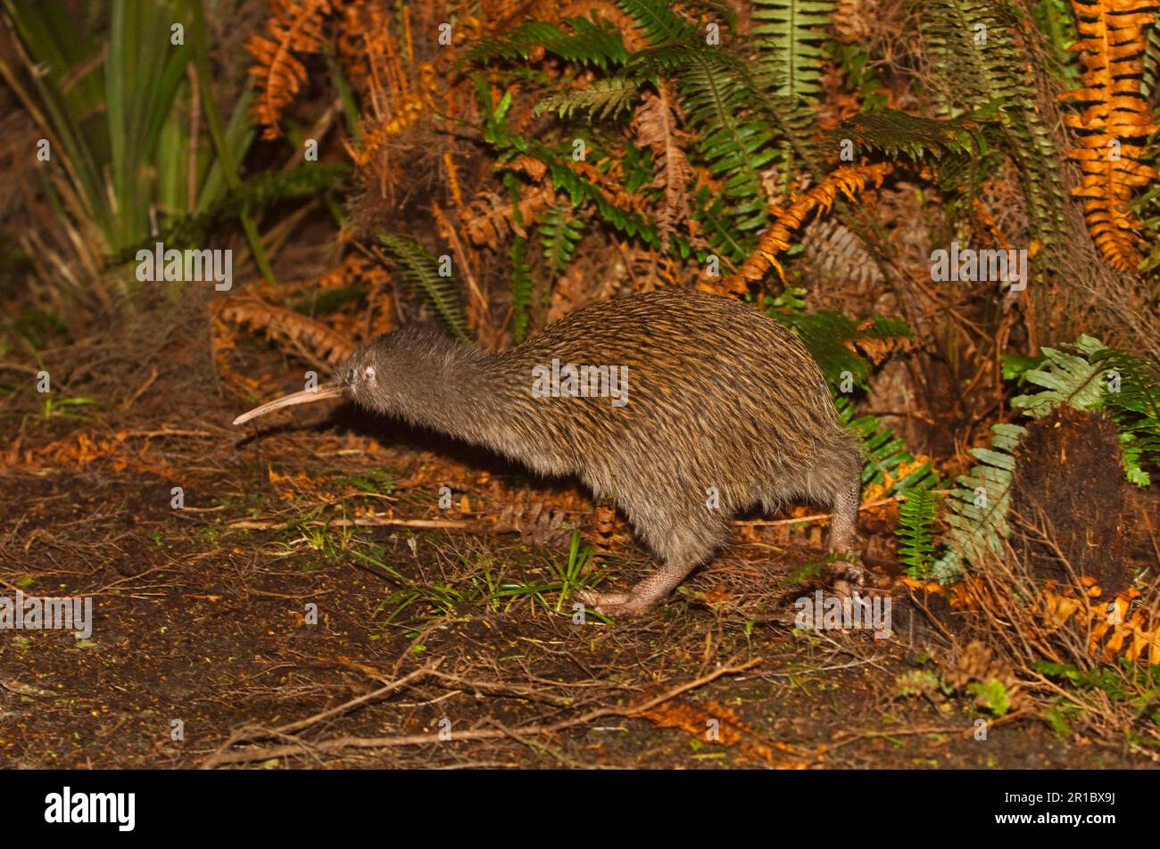 Kiwi, Kiwis, Southern Striped Kiwi, Southern Striped Kiwis, Ratites ...