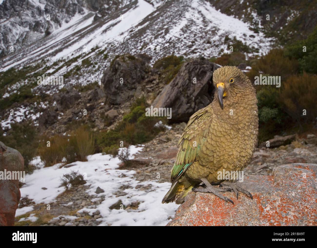 Kea (Nestor notabilis) adult, on rock in mountain habitat, Arthurs Pass ...