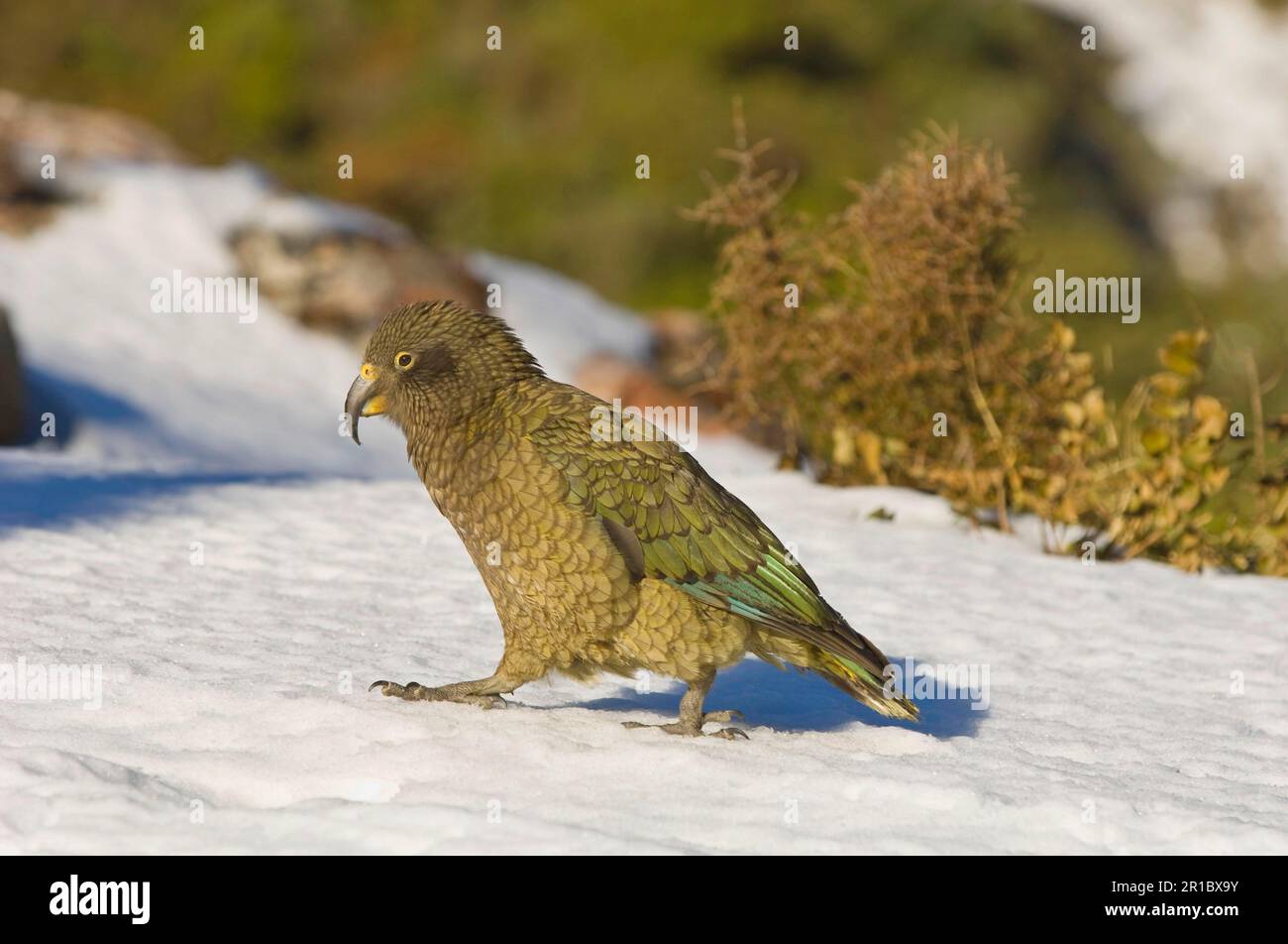 Kea (Nestor notabilis) adult, walking on snow, Arthurs Pass, Southern ...