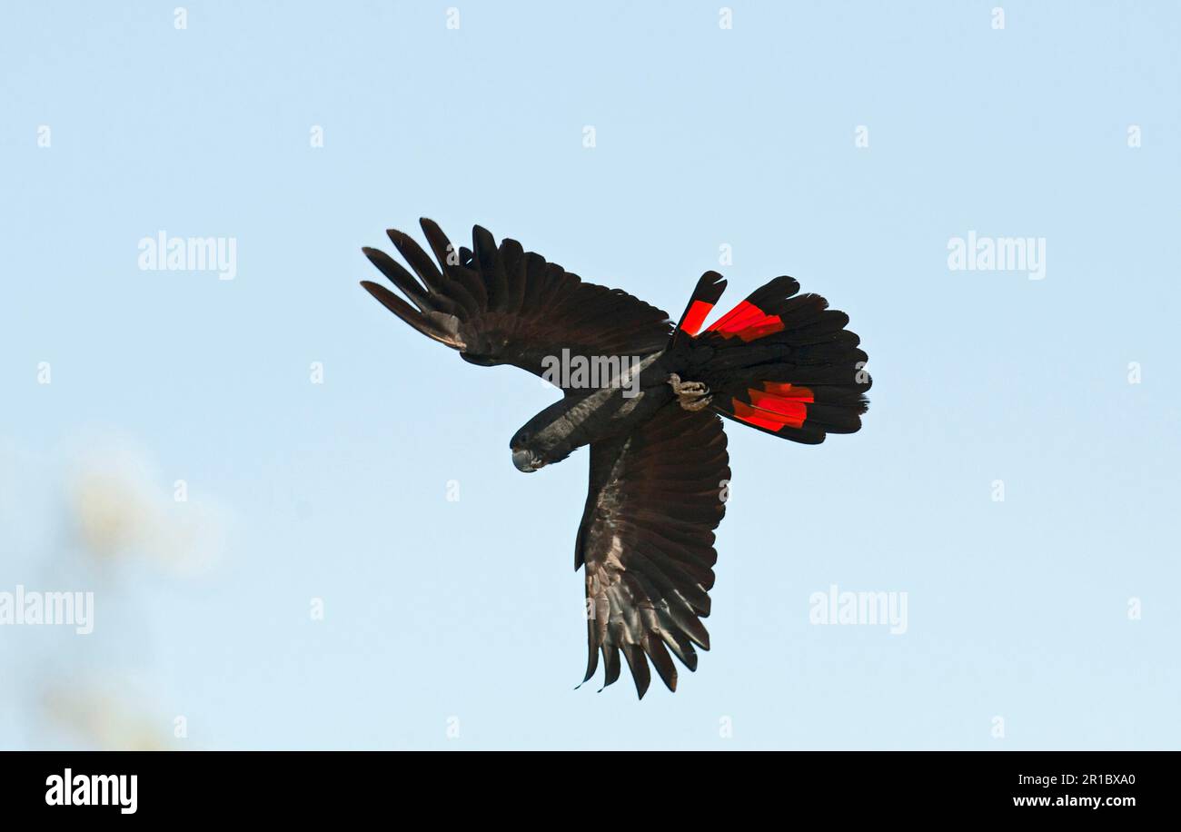 Red-tailed black cockatoo (Calyptorhynchus banksii) adult, in flight ...
