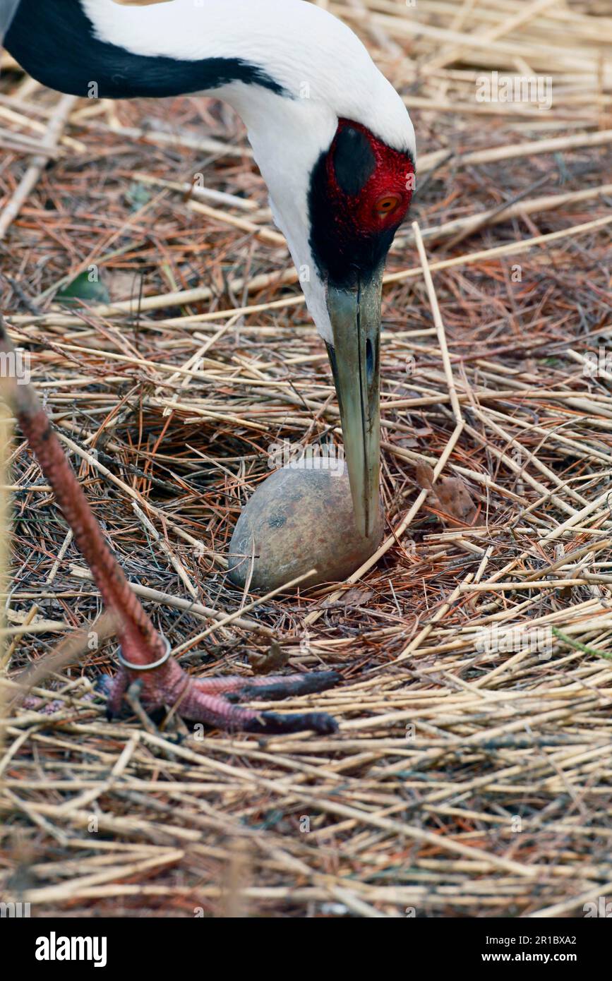White-naped crane (Grus vipio) adult, close-up of head, tending egg on ...