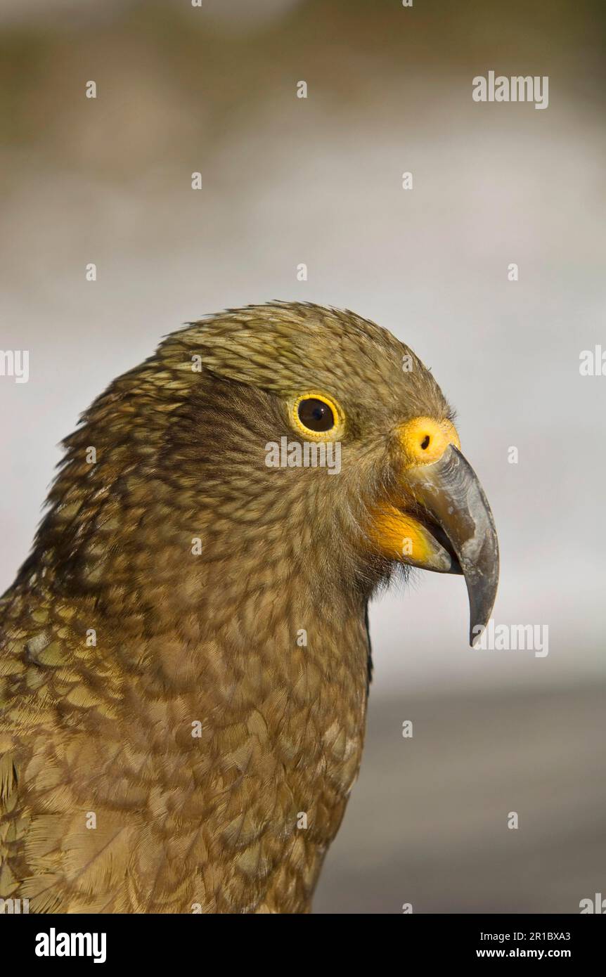 Kea (Nestor notabilis) adult, close-up of head, Arthurs Pass, Southern ...