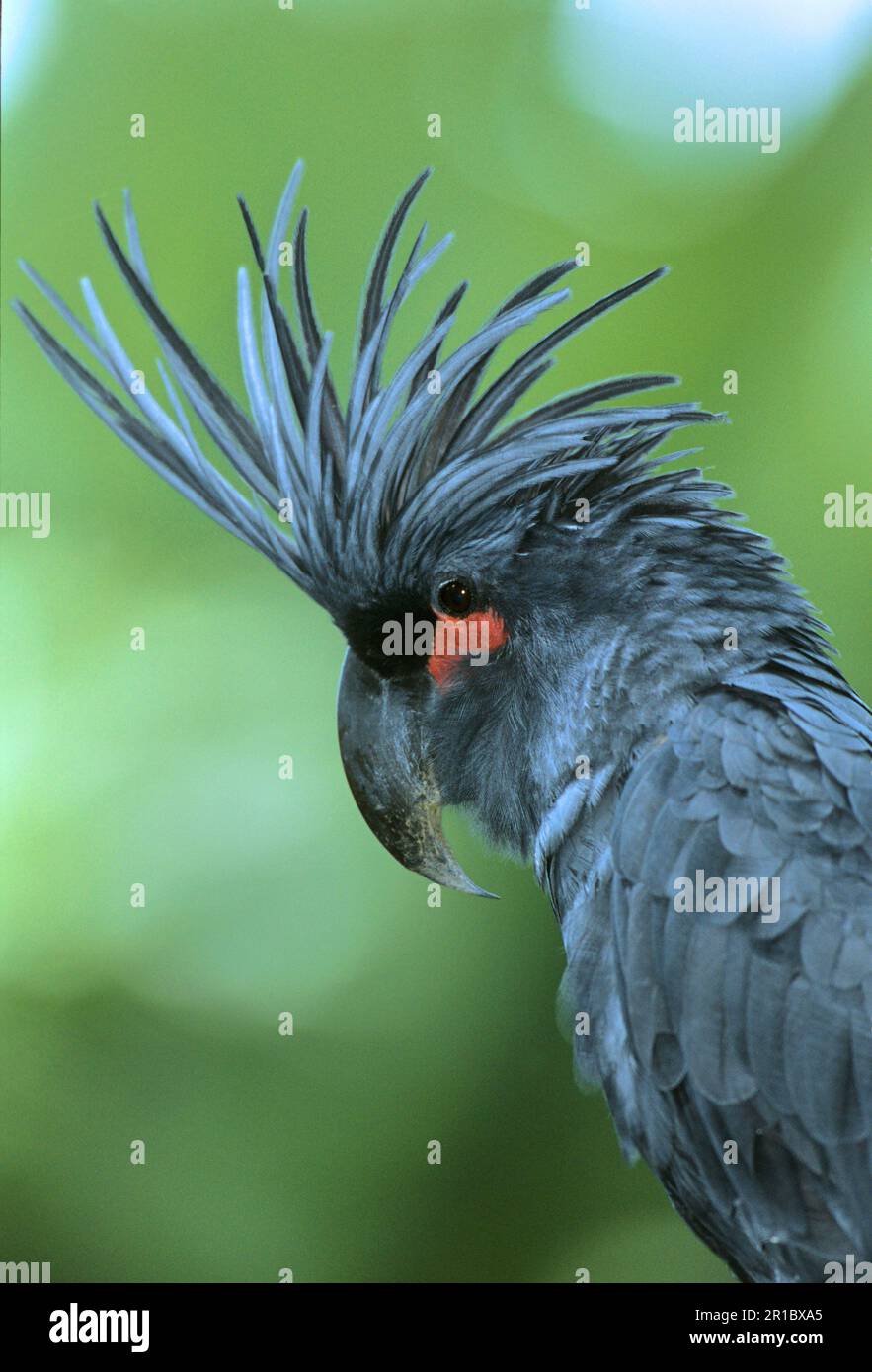 Palm cockatoo (Probosciger aterrimus) Close-up of the head Stock Photo ...