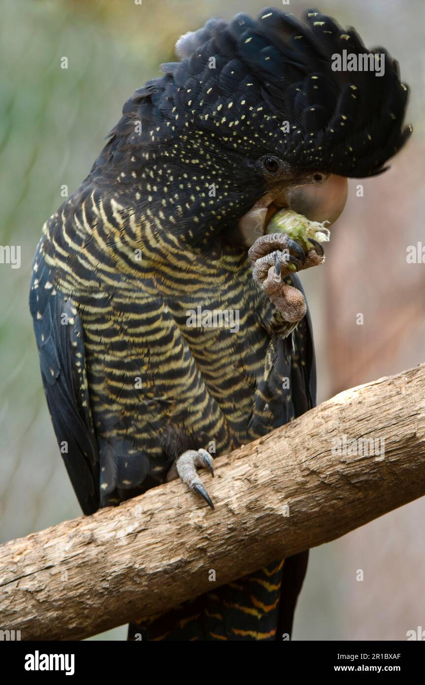 Red-tailed black cockatoo (Calyptorhynchus banksii) adult female ...