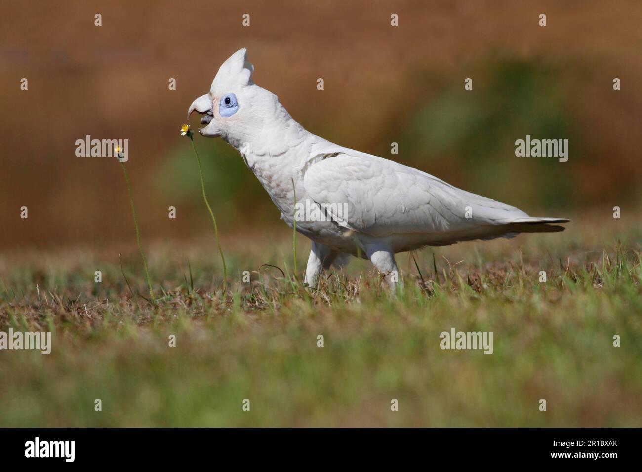 Small little corella (Cacatua sanguinea) adult, feeds on flower heads ...