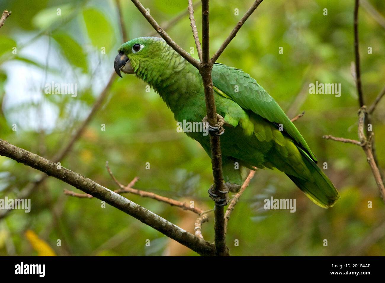 Southern mealy amazon (Amazona farinosa), Mealy Parrot adult, perched ...