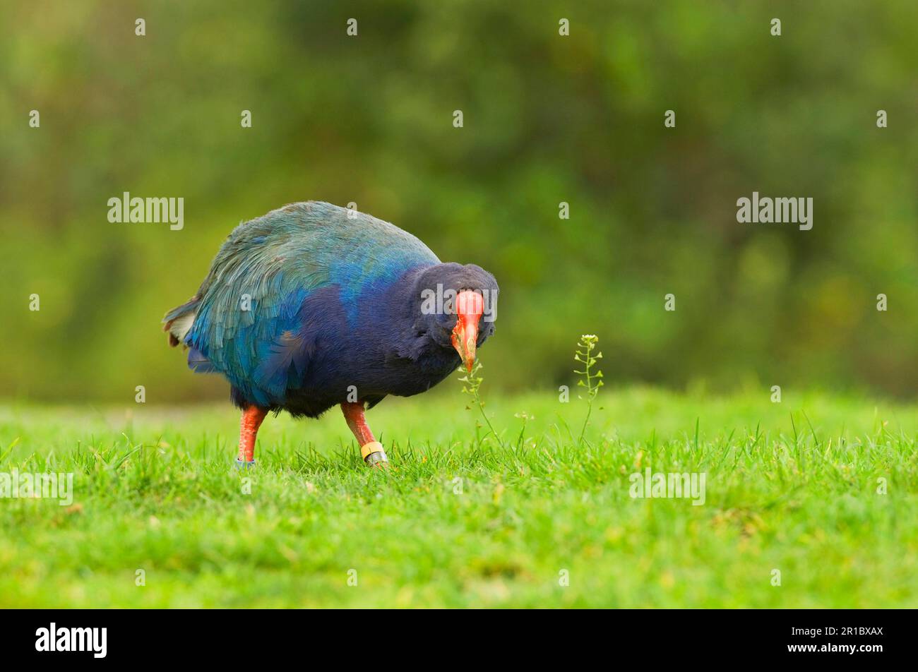 Takahe, South Island takahe (Porphyrio hochstetteri), South Island ...