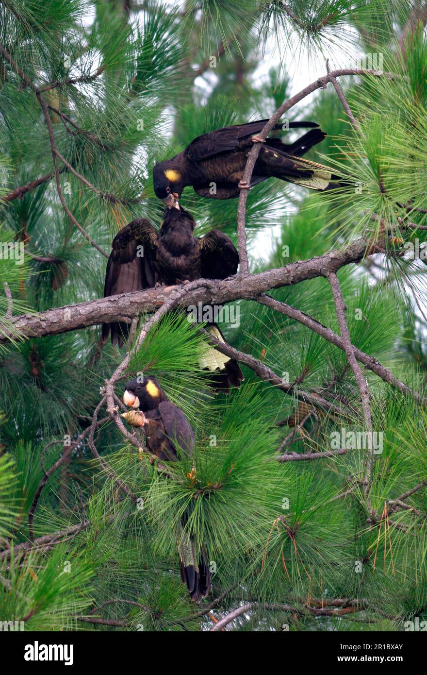 Yellow-tailed black cockatoo (Calyptorhynchus funereus), Cockatoos ...