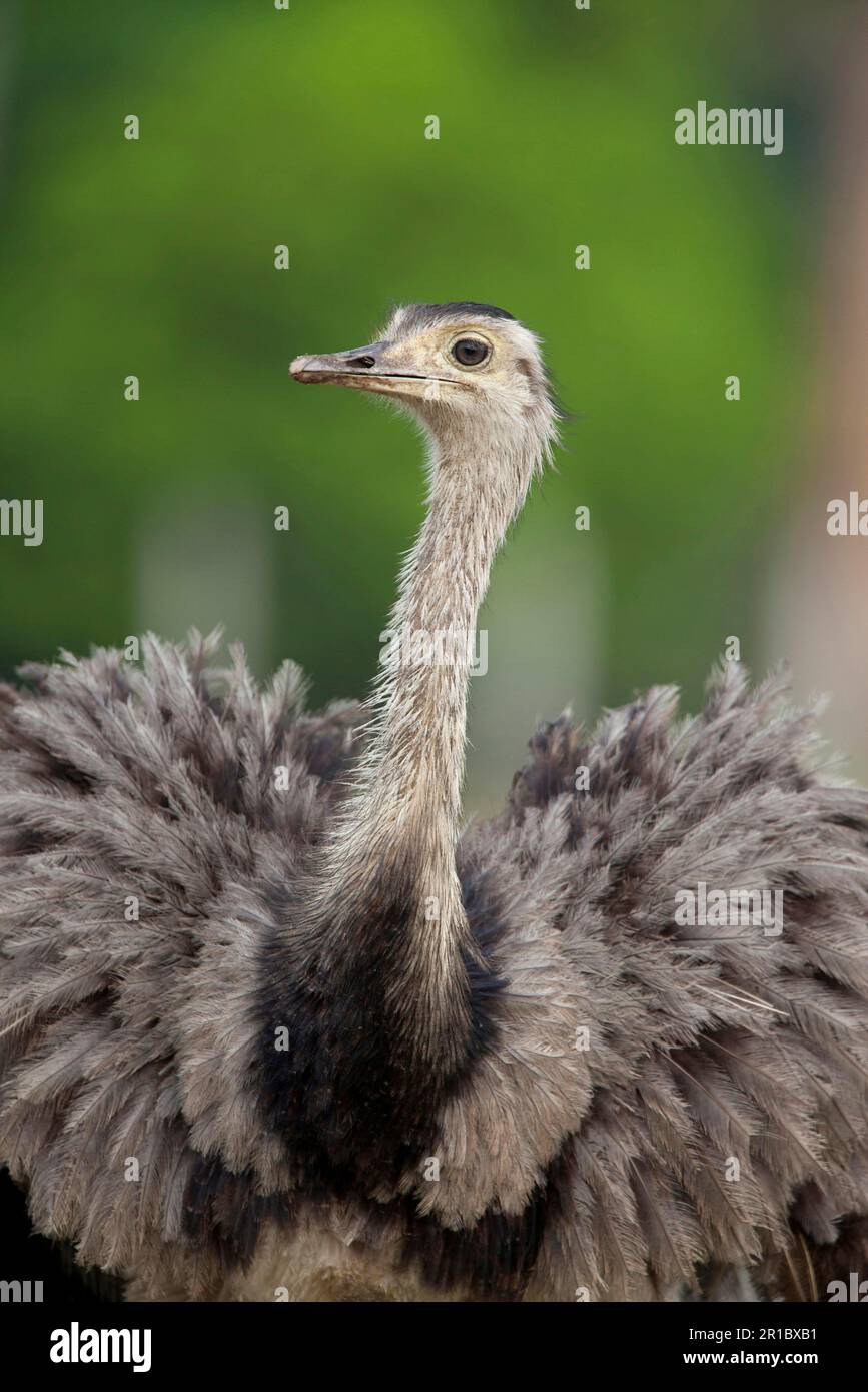 Greater greater rhea (Rhea americana), adult, close-up of head and neck ...
