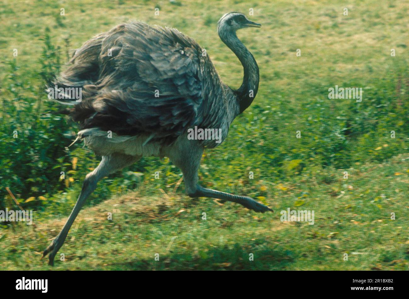 Greater greater rhea (Rhea americana) Runs, Kilverstone Wildlife Park, Norfolk (S Stock Photo ...