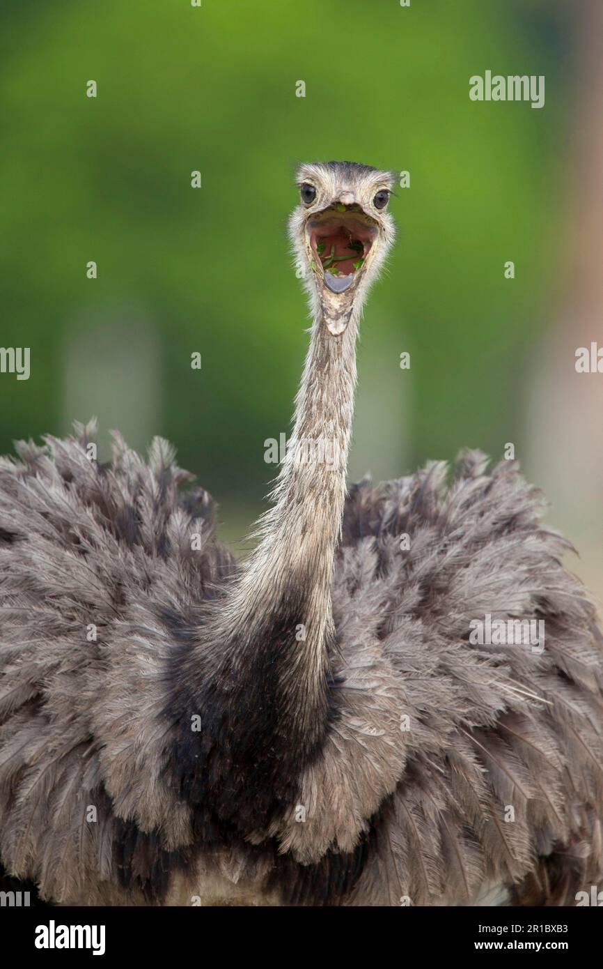 Greater greater rhea (Rhea americana) adult, feeding, with open beak ...