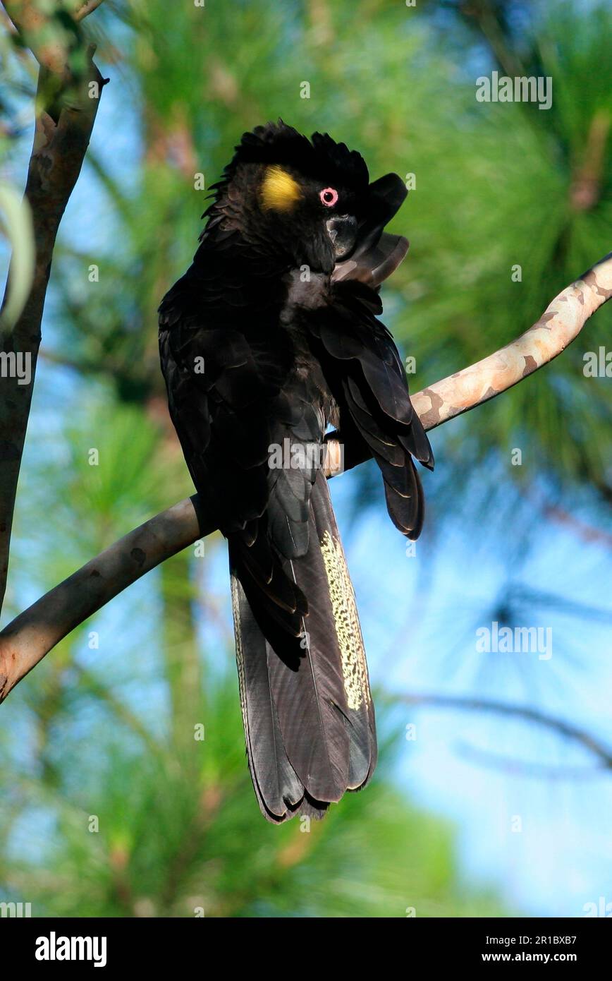 Yellow-tailed black cockatoo (Calyptorhynchus funereus), Cockatoos ...