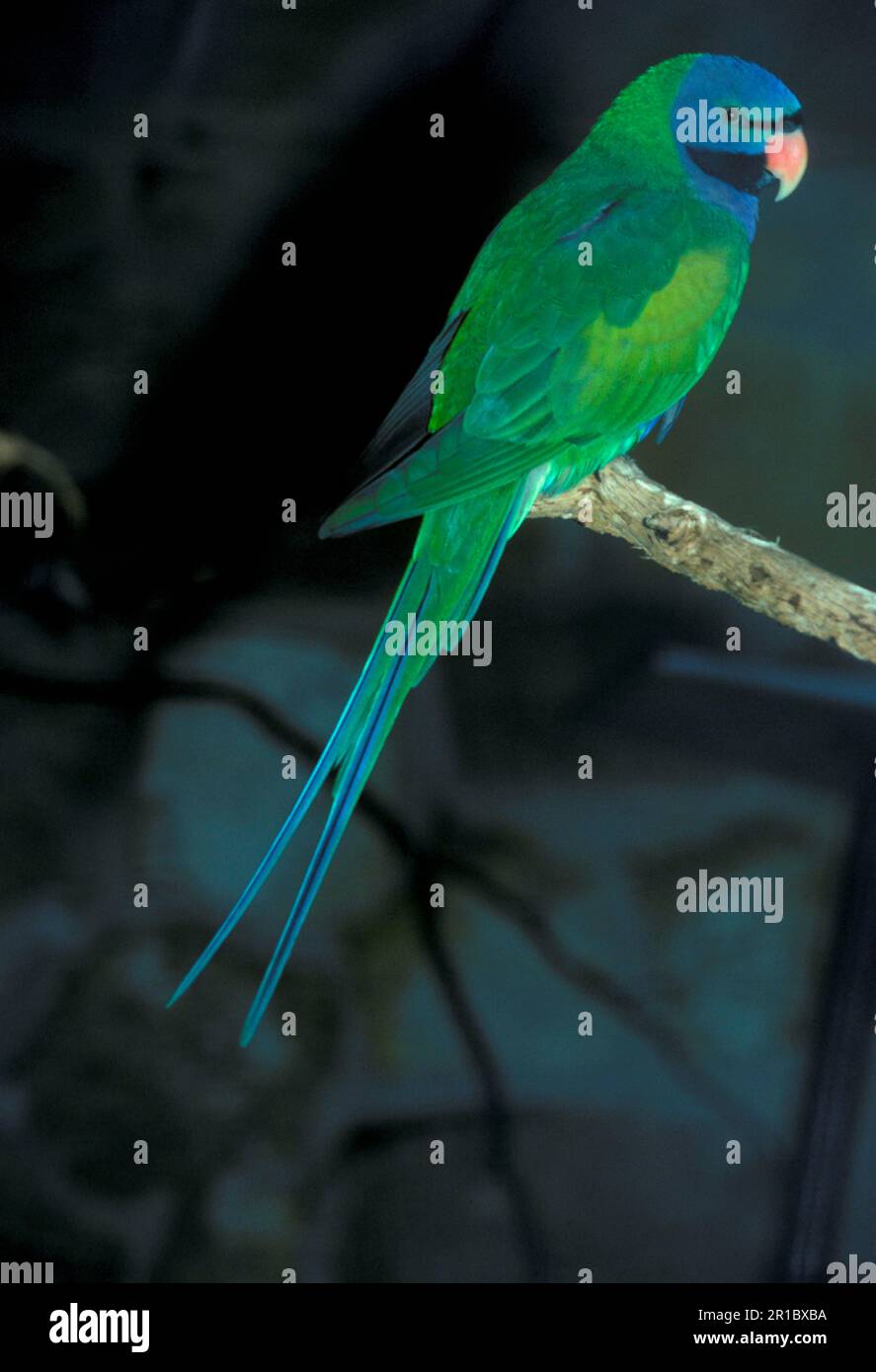 Derbyan Parakeet Blue Crowned