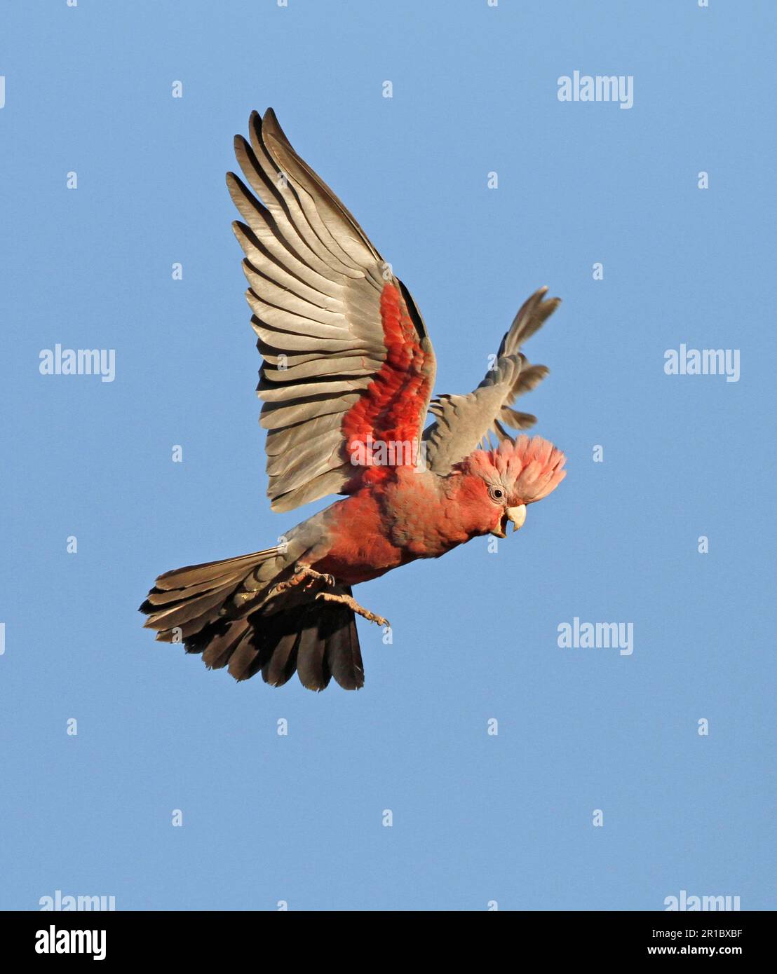 Galah (Eolophus roseicapillus) adult, in flight, landing with crest ...