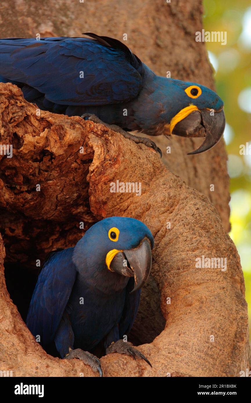 Hyacinth Macaw (Anodorhynchus hyacinthinus) adult pair, at nesthole ...