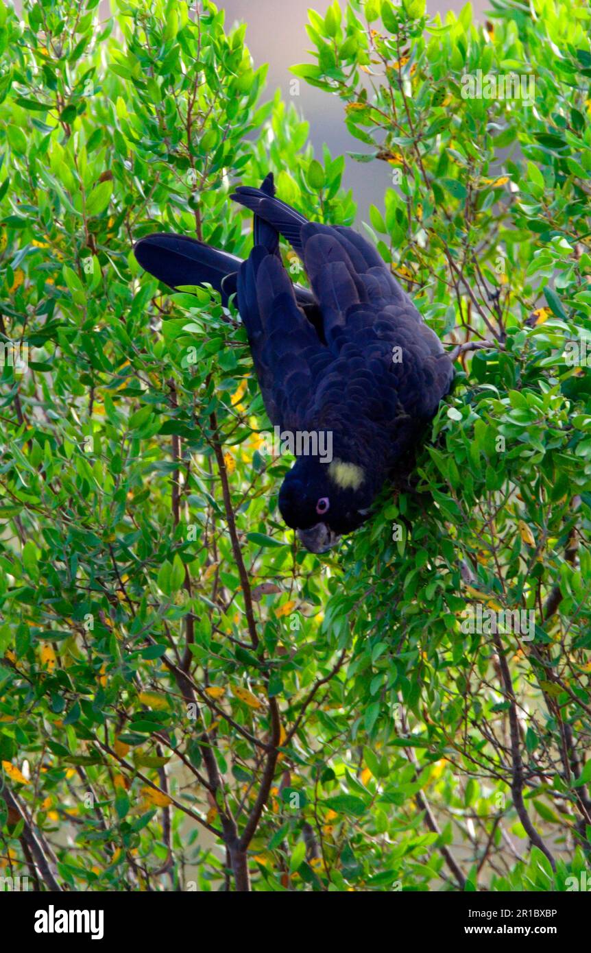 Yellow-tailed black cockatoo (Calyptorhynchus funereus), adult male ...