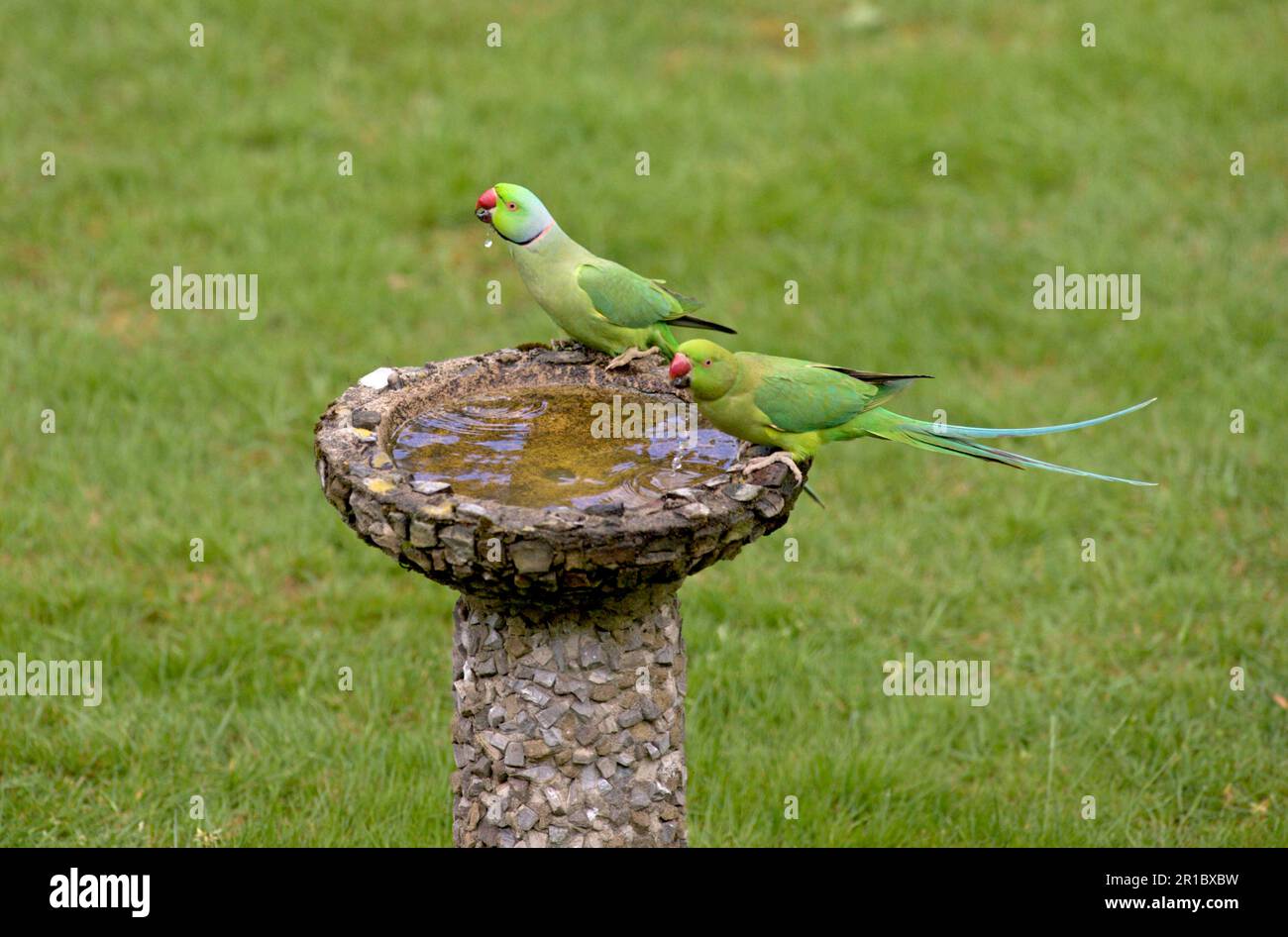 Male and female eclectus parrot hi-res stock photography and images - Alamy