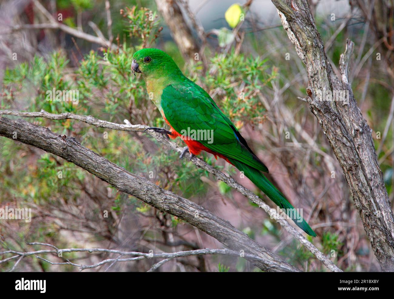 Australian King Parrot, Australian King Parakeets, Parrots, Parakeets ...
