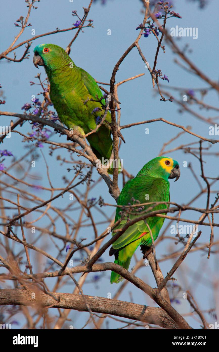 Blue-fronted Amazon (Amazona aestiva) Parrot adult pair (female left ...
