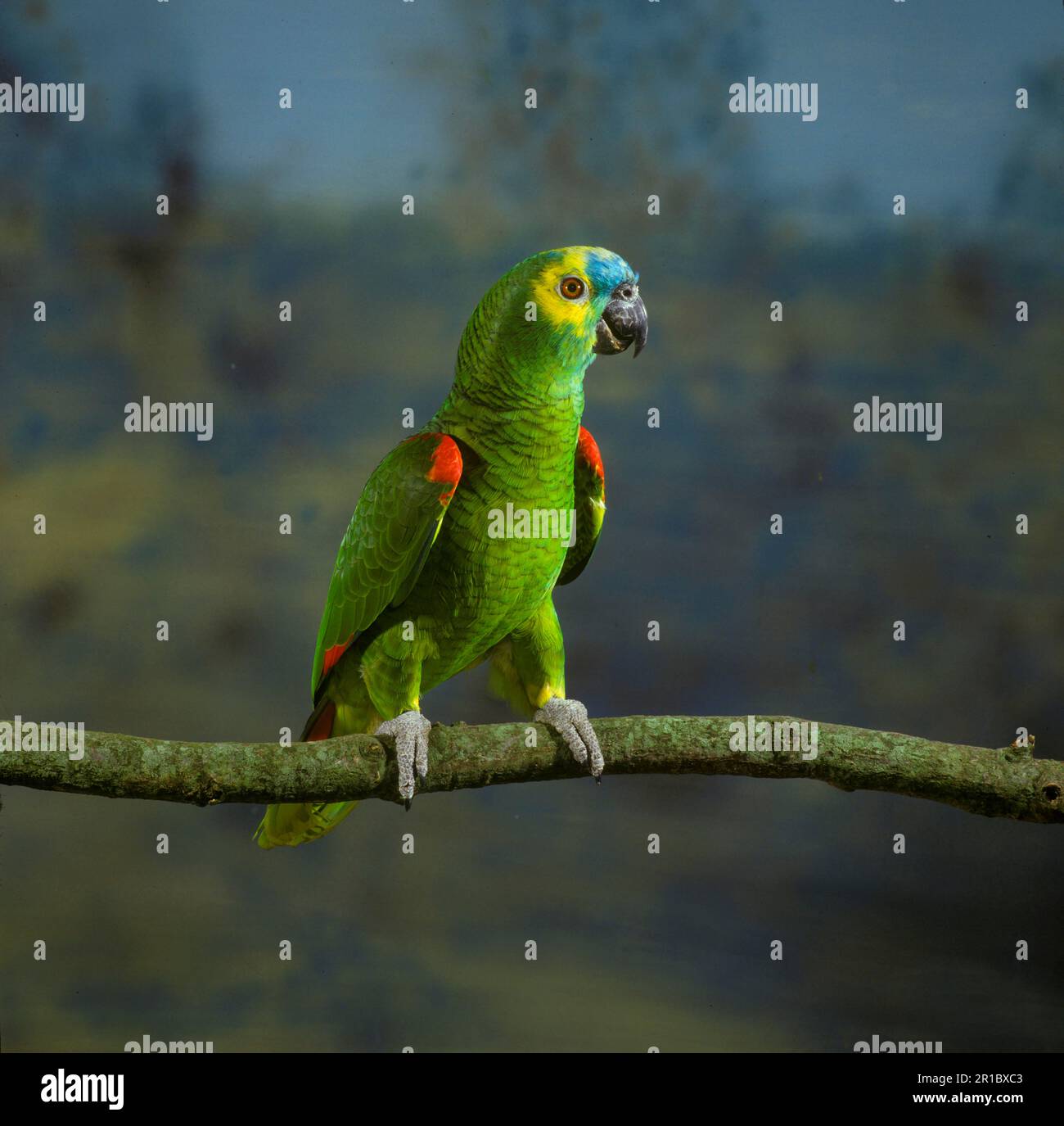Blue-fronted Amazon, blue-fronted amazons (Amazona aestiva), Blue ... Blue-fronted Amazon, blue-fronted amazons (Amazona aestiva), Blue ...