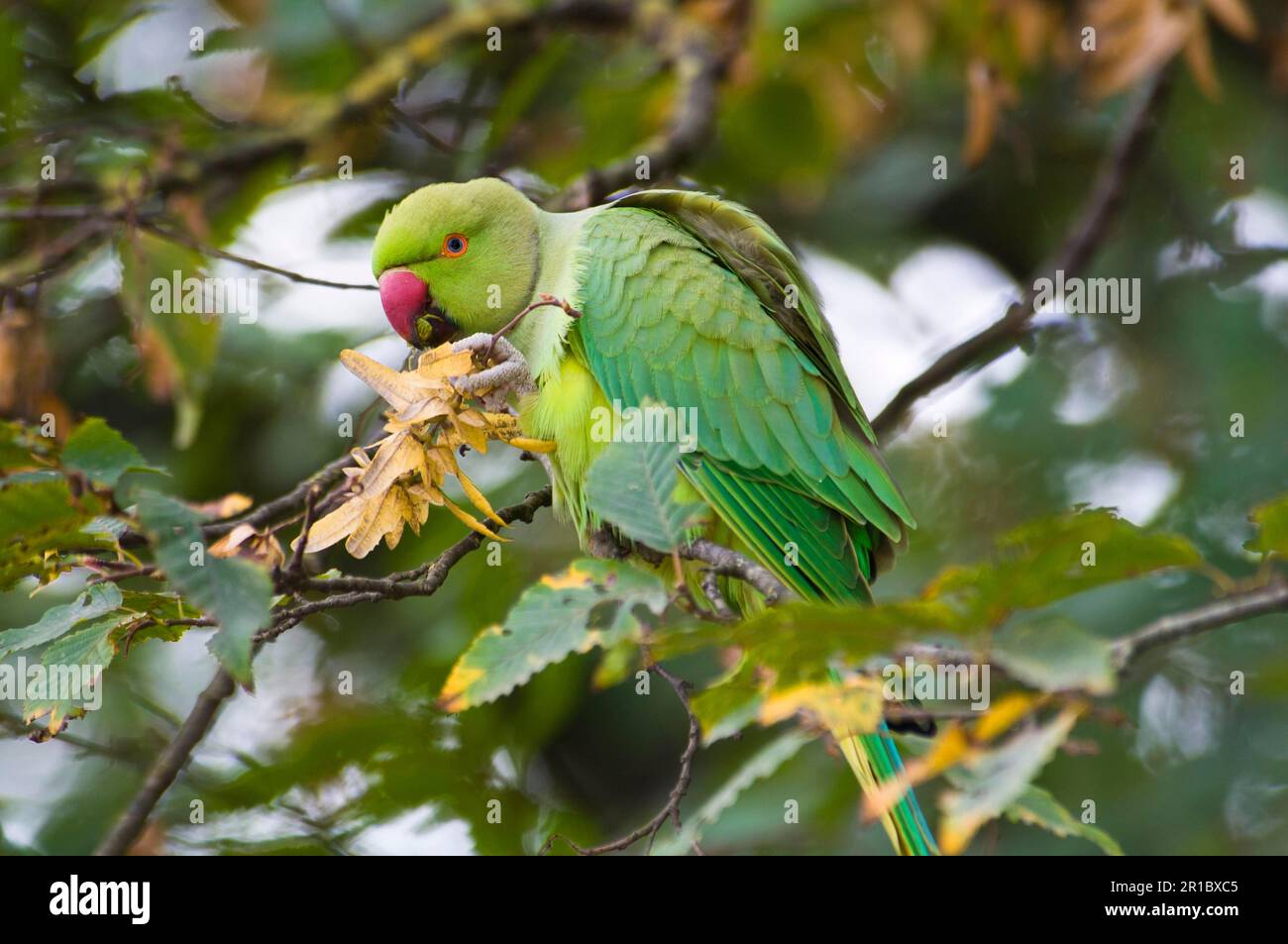Rose-ringed Parakeet (Psittacula krameri), rose-ringed parakeet, Rose ...