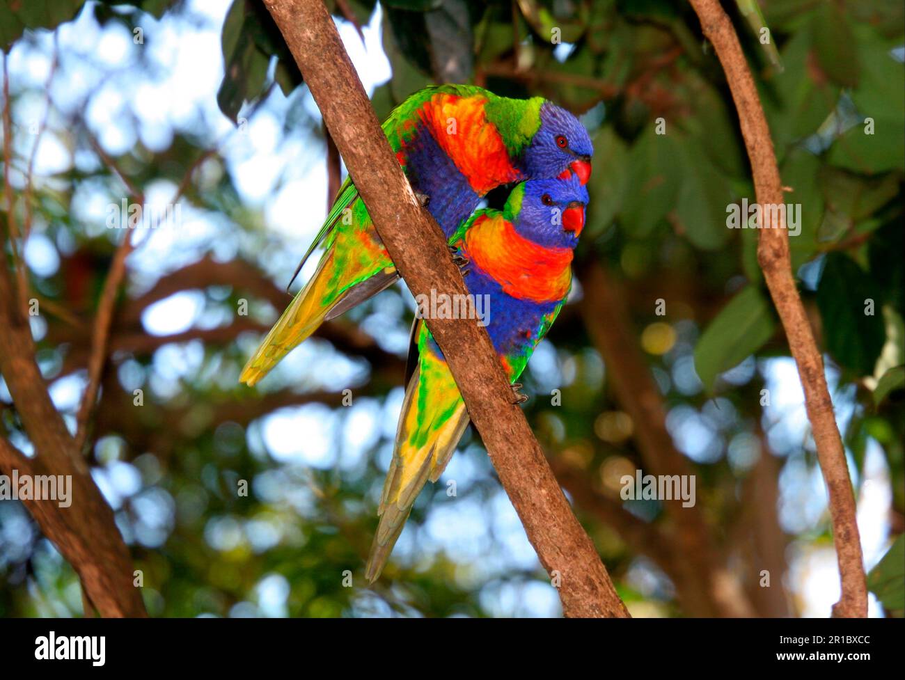Allfarblori, coconut lorikeets (Trichoglossus haematodus), Loris ...