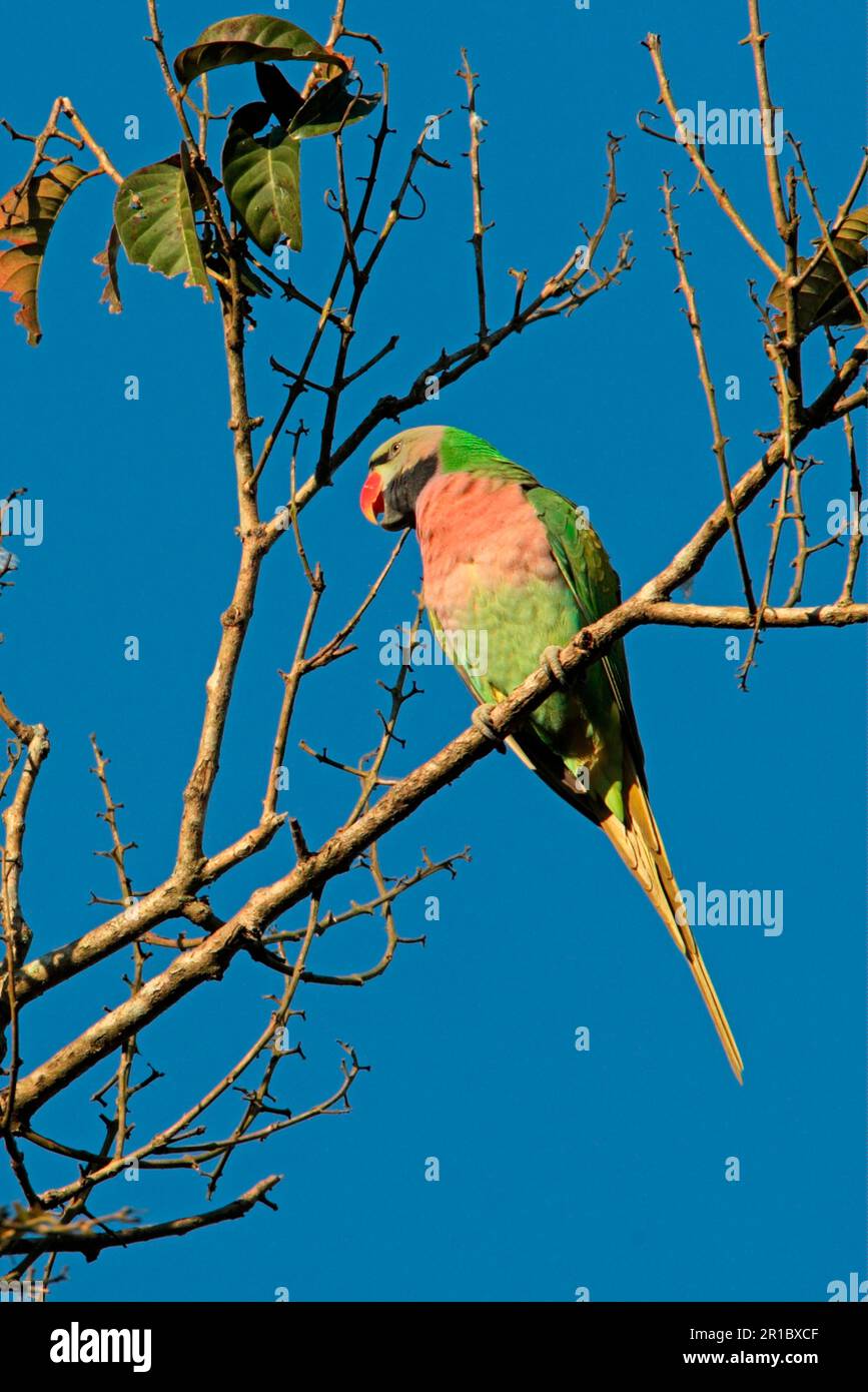Red-breasted Parakeet (Psittacula alexandri) adult male, perched on ...