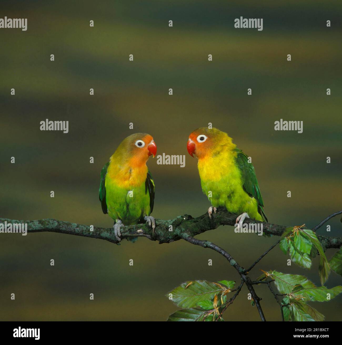 Fisherman's Lovebird, Peachhead, fisherman's Lovebird, Parrots, Animals ...