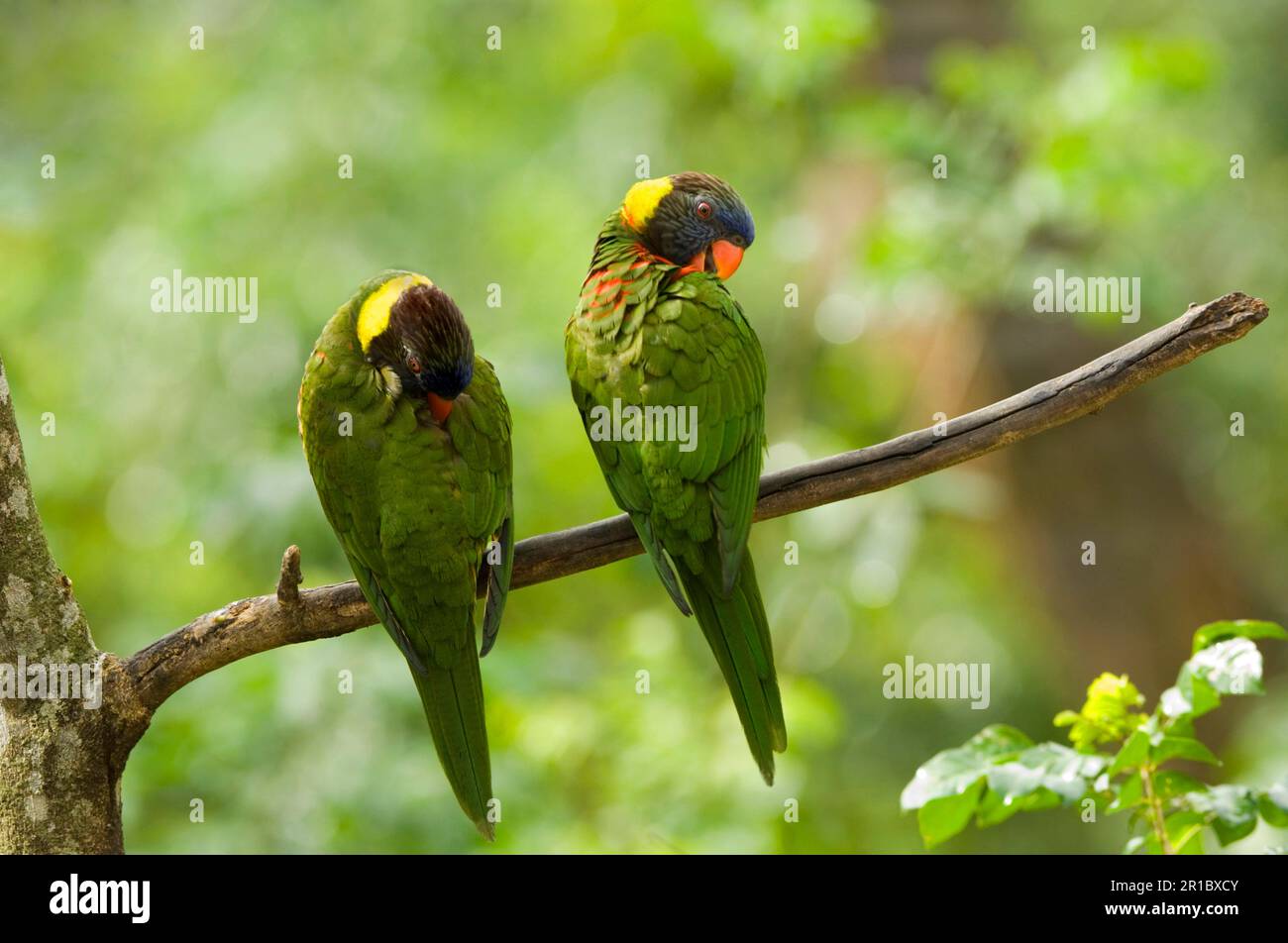 Allfarblori, coconut lorikeets (Trichoglossus haematodus), Loris ...