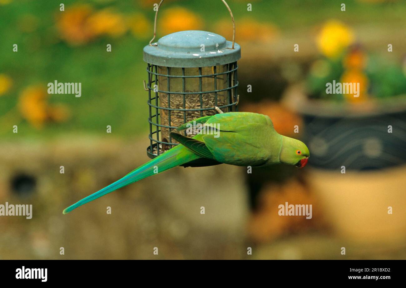 Ring-necked Parakeet, rose-ringed parakeet (Psittacula krameri), Ring ...