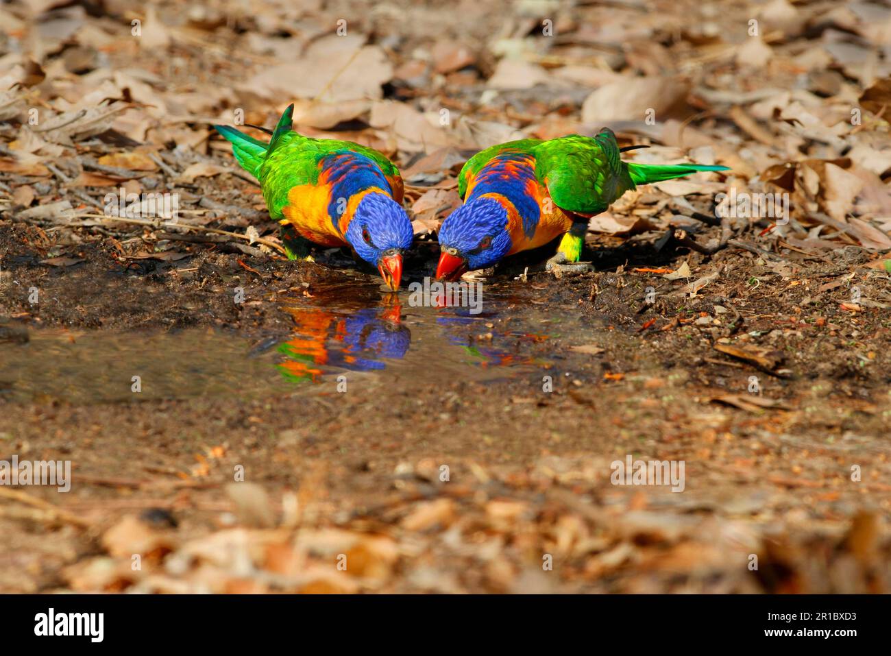 Red-collared lorikeet (Trichoglossus rubritorquis) two adults, drinking ...