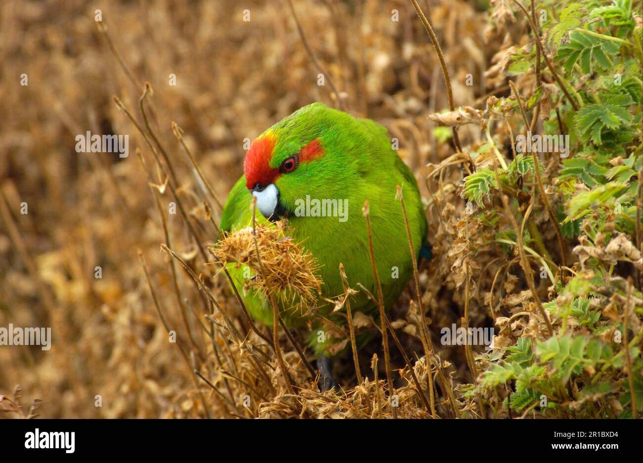 Goat parakeet, red crowned parakeets (Cyanoramphus novaezelandiae ...