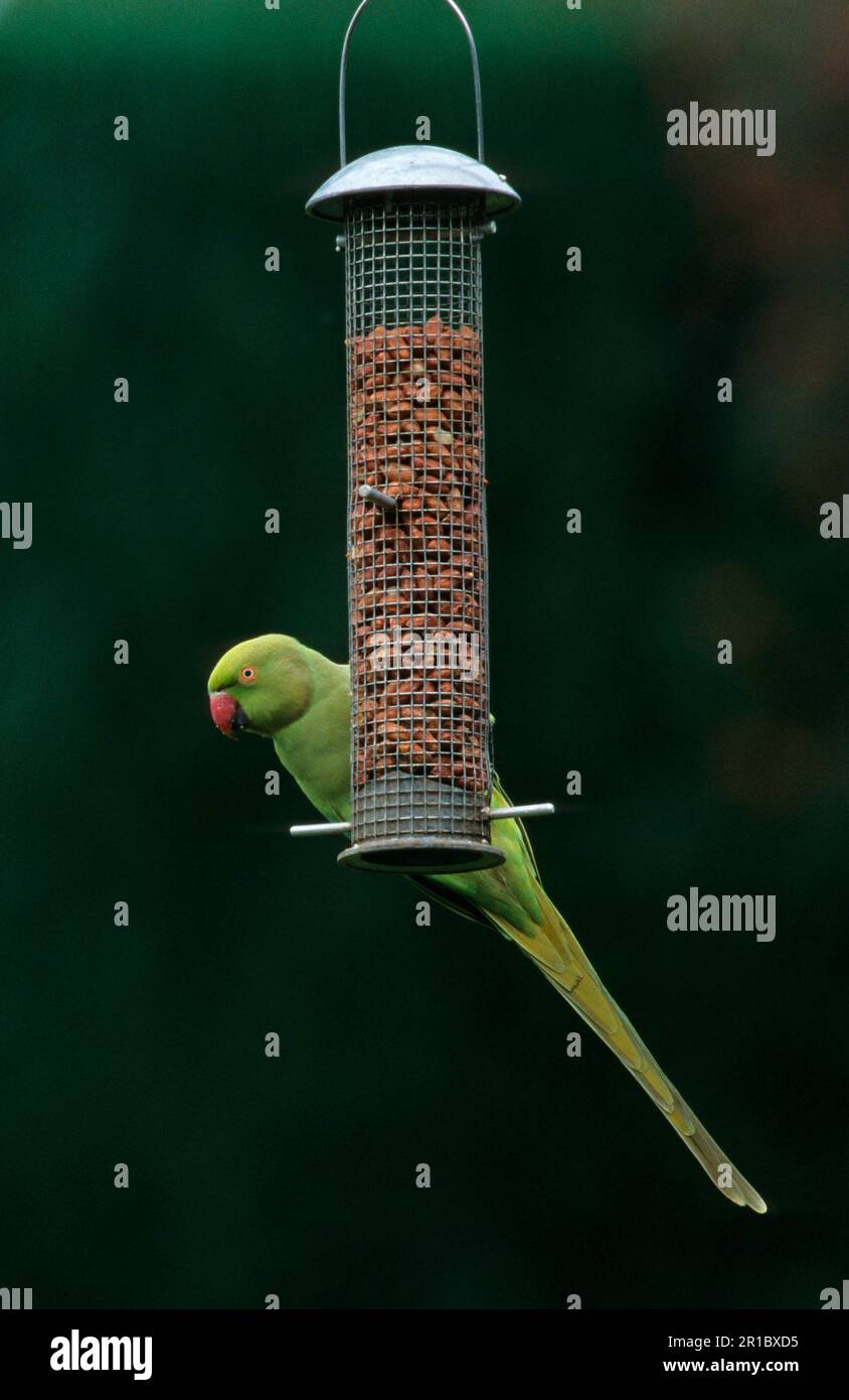 Ring-necked Parakeet, rose-ringed parakeet (Psittacula krameri), Ring ...