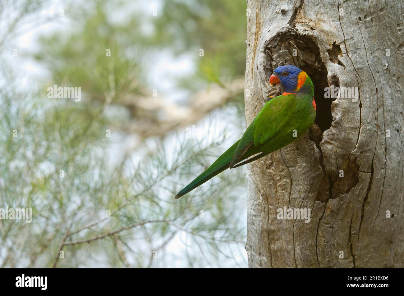 Allfarblori, coconut lorikeets (Trichoglossus haematodus), Loris ...