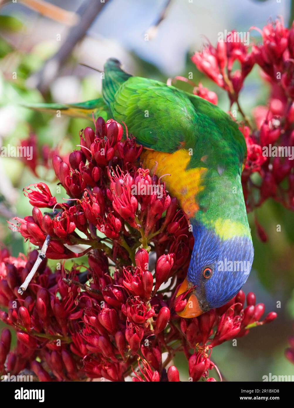 Allfarblori, coconut lorikeets (Trichoglossus haematodus), Loris ...